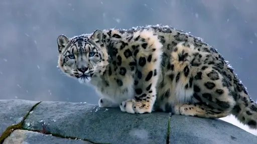 Luma Ray 2 | AI Playground